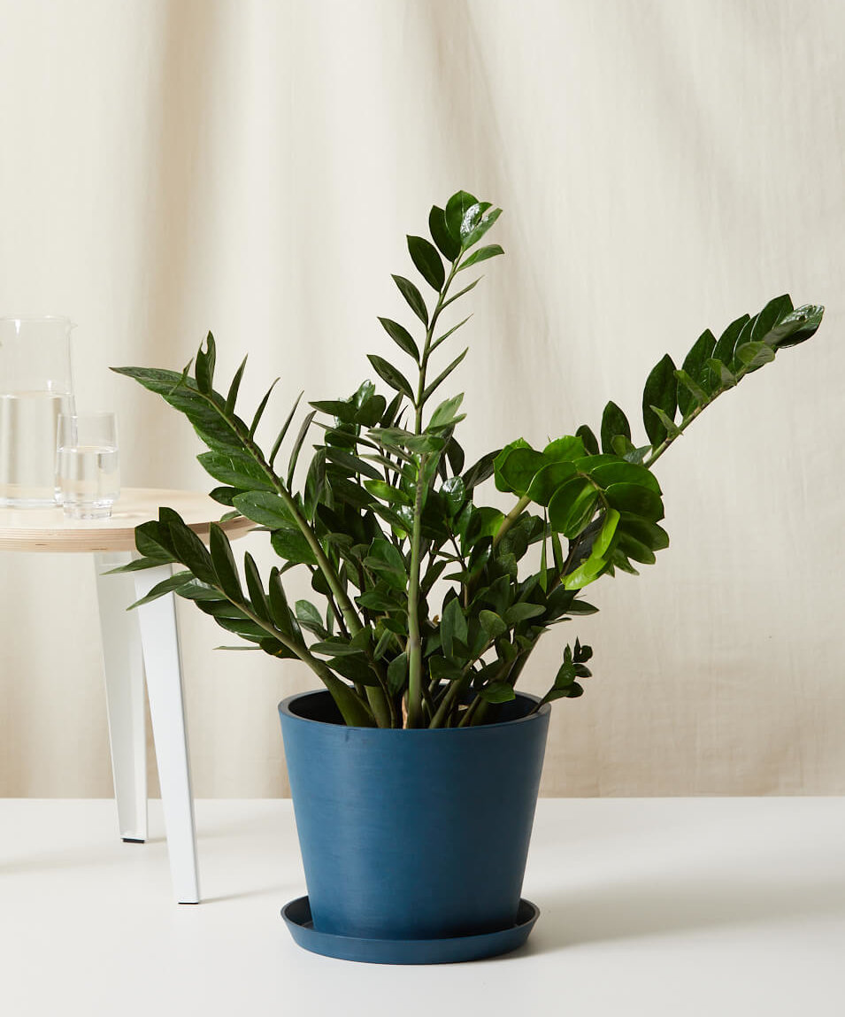Buy Potted ZZ Plant Indoor Plant | Bloomscape