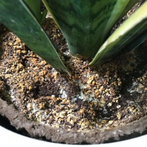 5 Telltale Signs of Overwatered Plants | Bloomscape