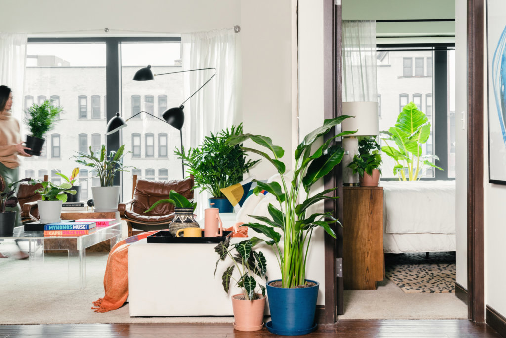 Bloomscape | Home Ready Plants Delivered to Your Door