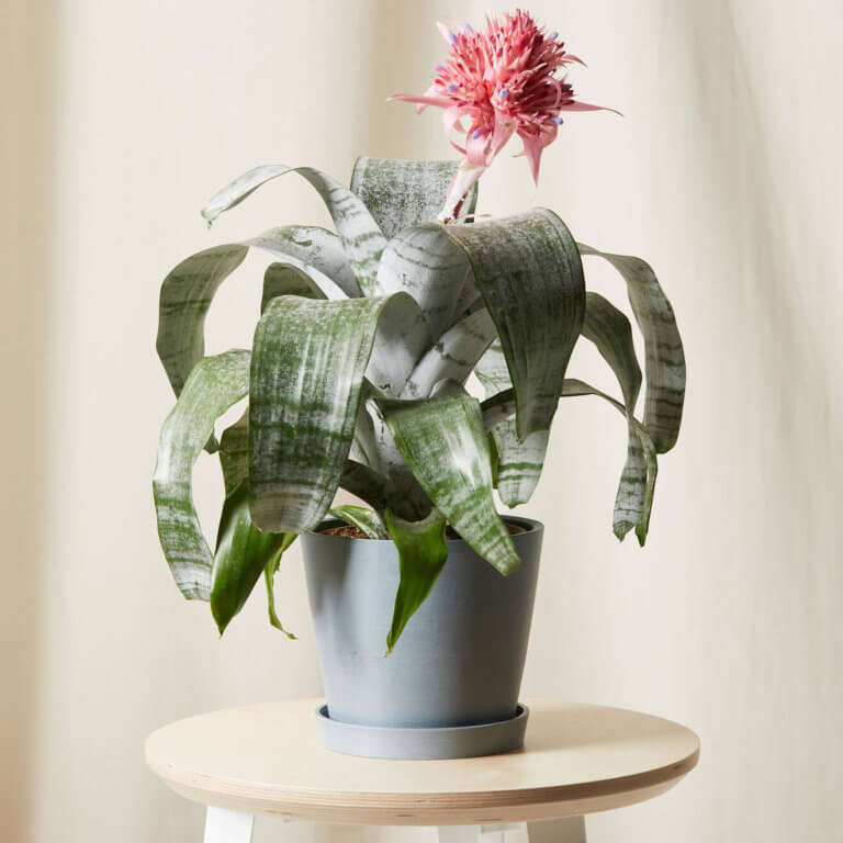 Plants Shipped to You | Bloomscape