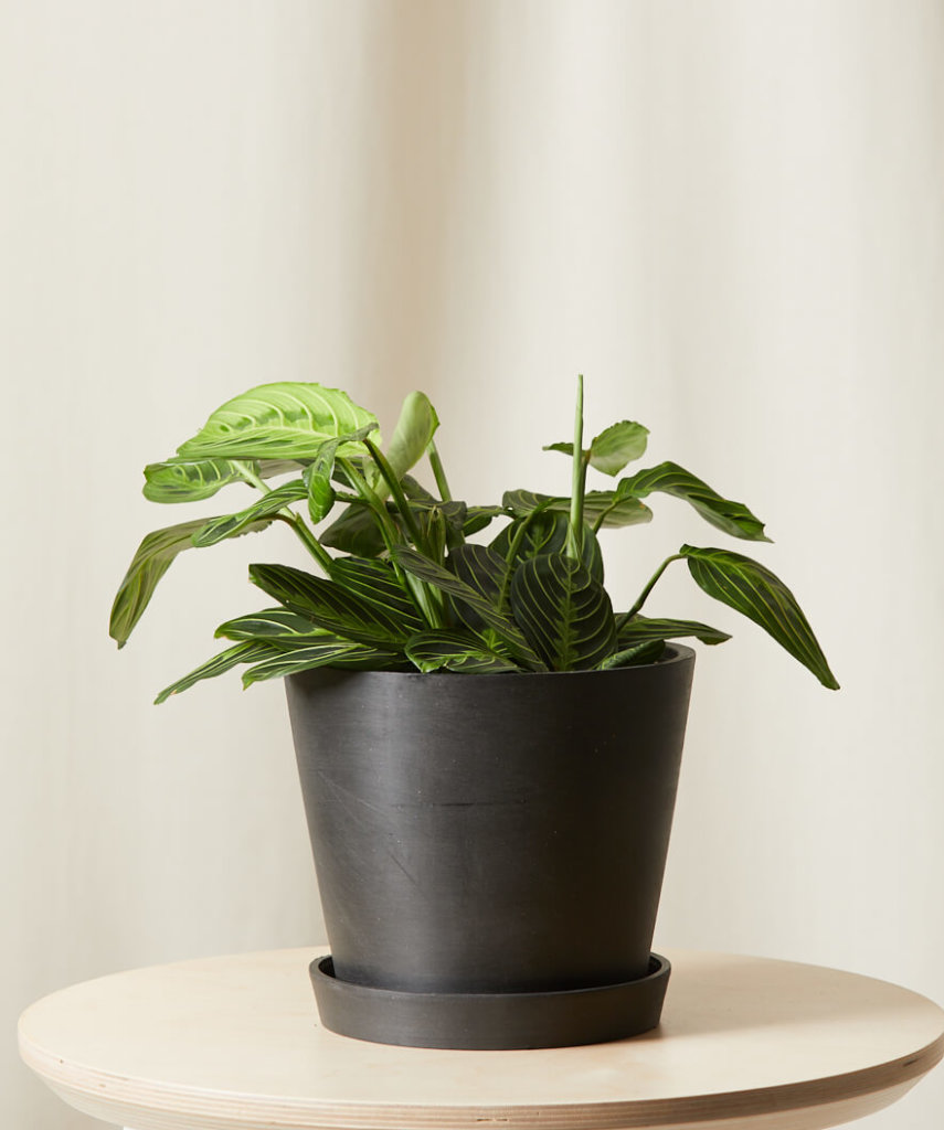 Prayer Plant 101: How to Care for Prayer Plants | Bloomscape