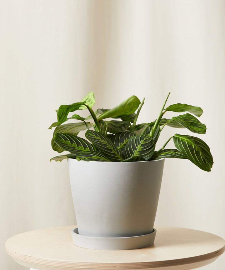 Fastia 101: How to Care for Fatsias | Bloomscape