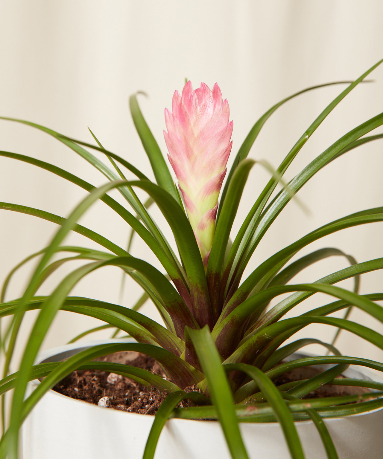 Buy Potted Bromeliad Summer Indoor Plant | Bloomscape