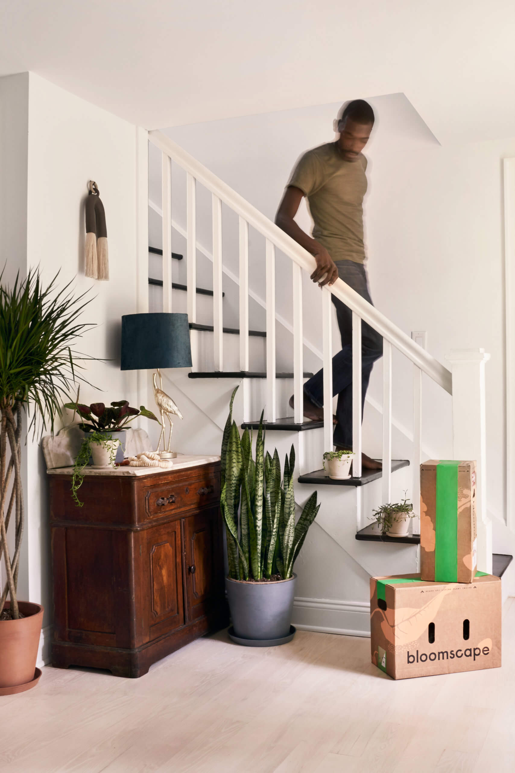 Shop Indoor Plants, Outdoor Plants, Plant Care Supplies | Bloomscape