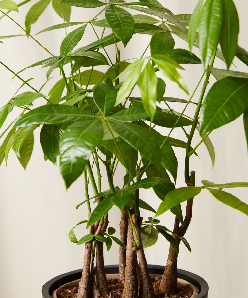 Buy Potted Money Tree Forest Indoor Plant | Bloomscape