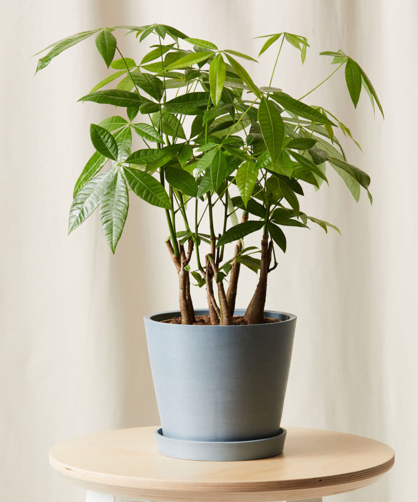 Buy Potted Money Tree Forest Indoor Plant | Bloomscape