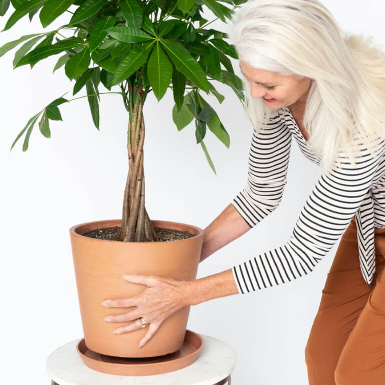 The Money Tree Plant: Symbolism and Benefits | Bloomscape
