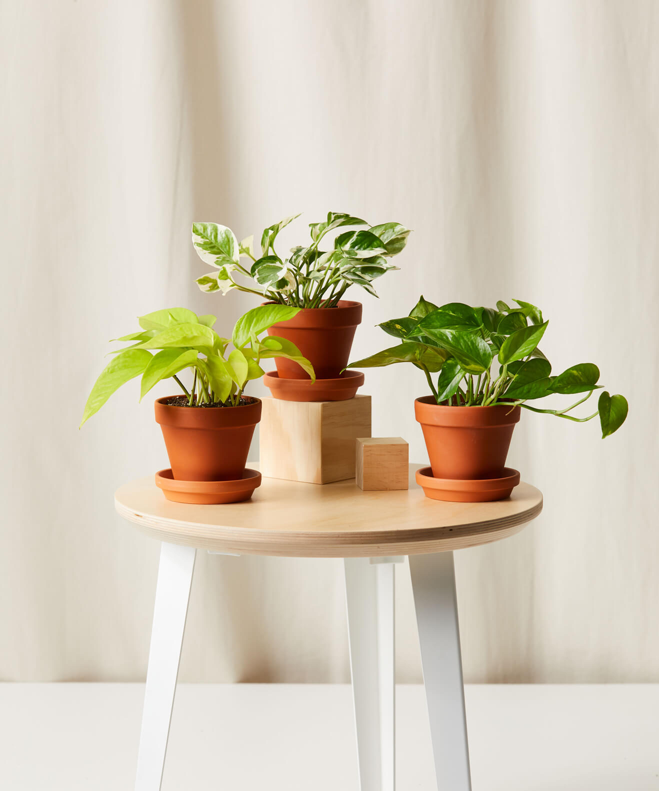 Buy Potted Pothos Collection | Bloomscape