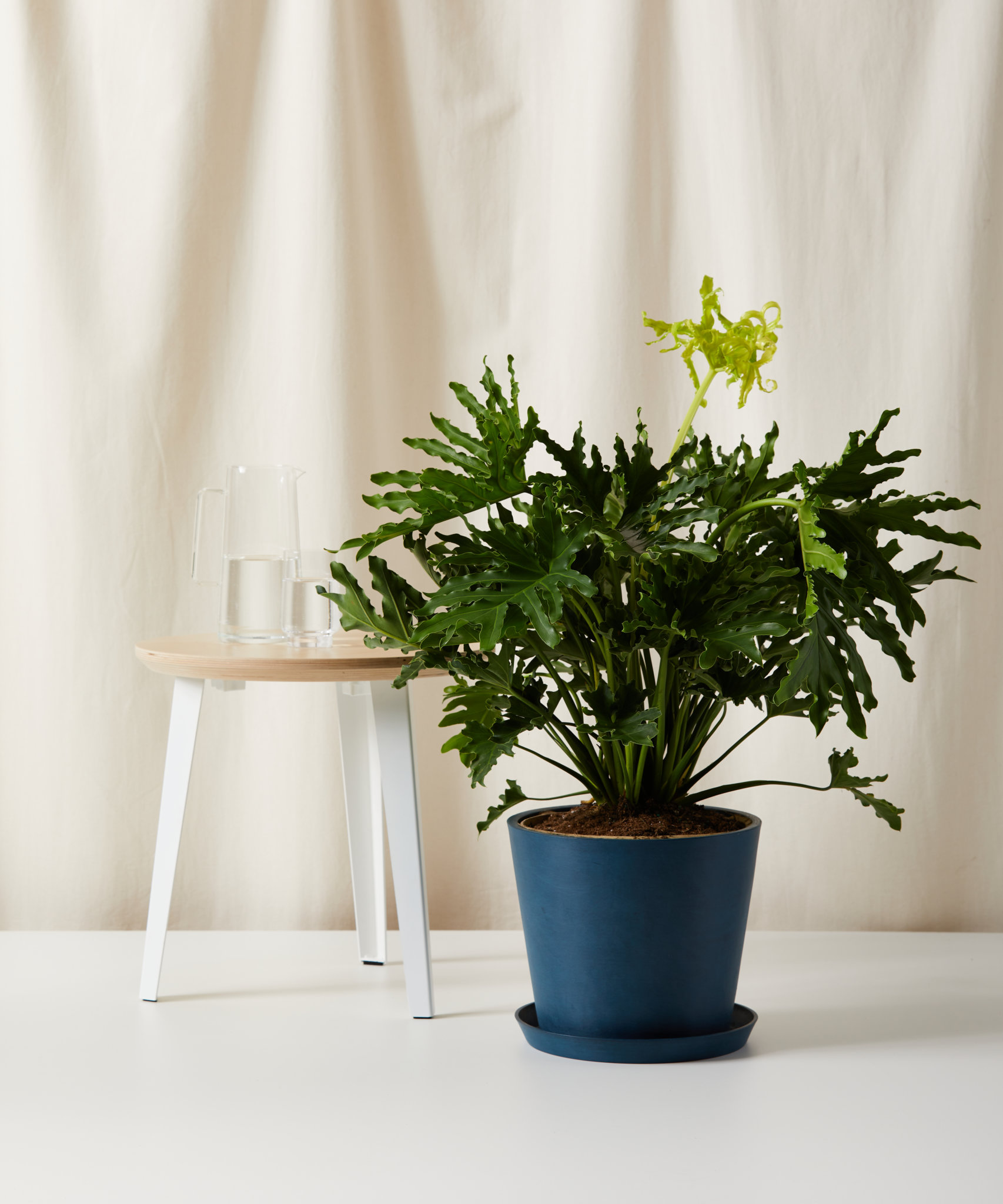 Plants Shipped to You | Bloomscape
