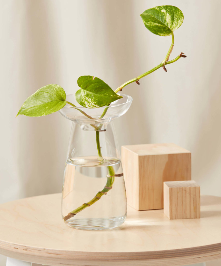 Buy Large KINTO Propagation Vase | Bloomscape