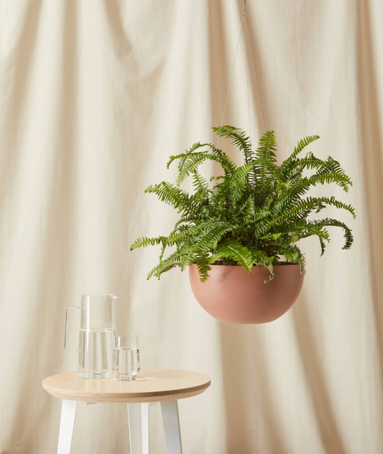 Buy Ecopots Round Pot - 12" | Bloomscape