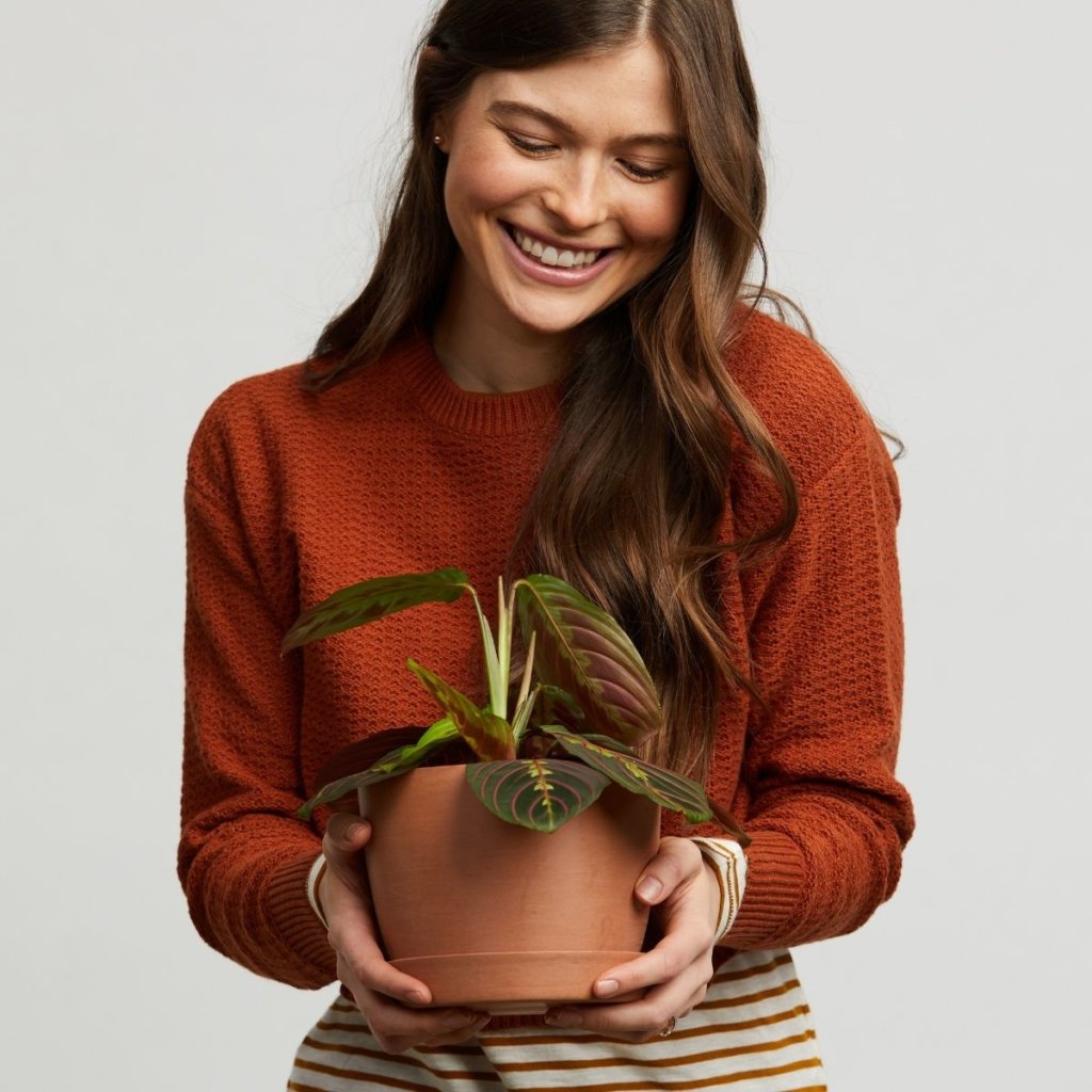 Sensitive Plant 101: How to Care for Sensitive Plants |Bloomscape