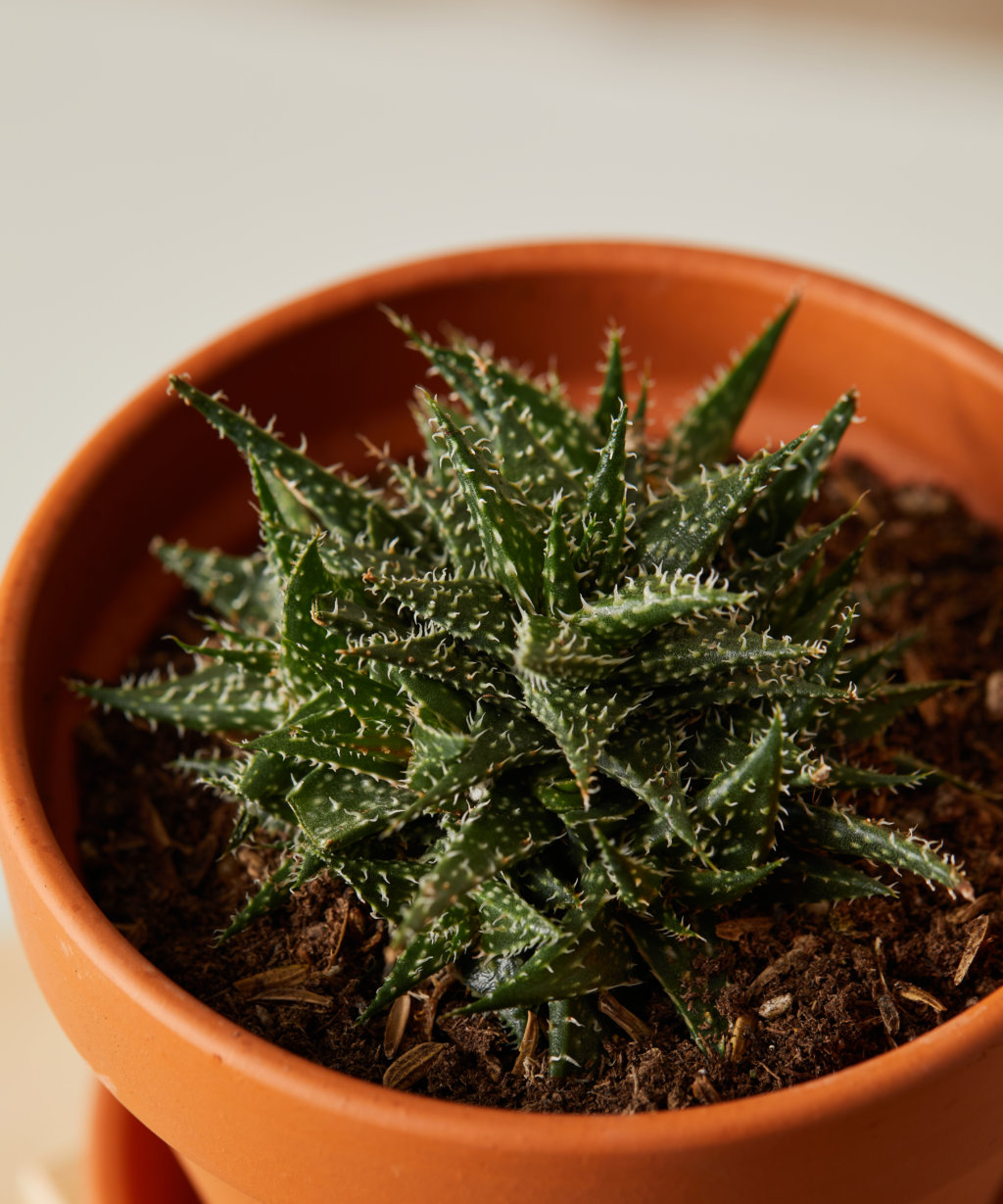12 Simple Plants to Build an Indoor Succulent Garden | Bloomscape