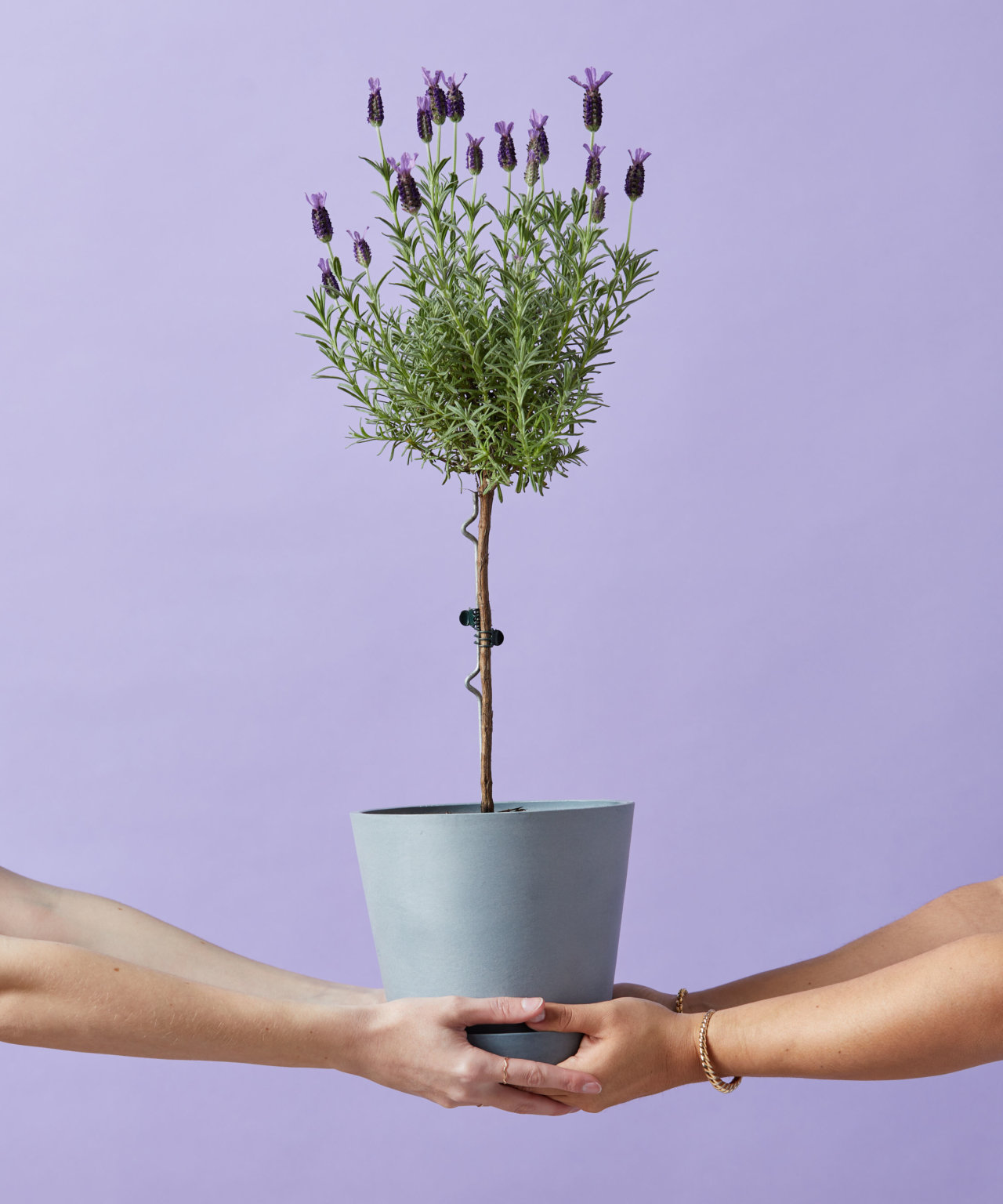 Dorotheanthus Mezoo Care Guide | Bloomscape