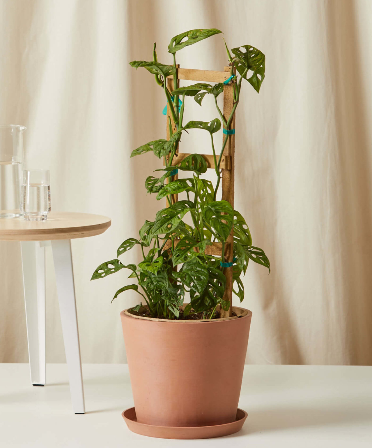 Monstera 101: How to Care for Monsteras | Bloomscape