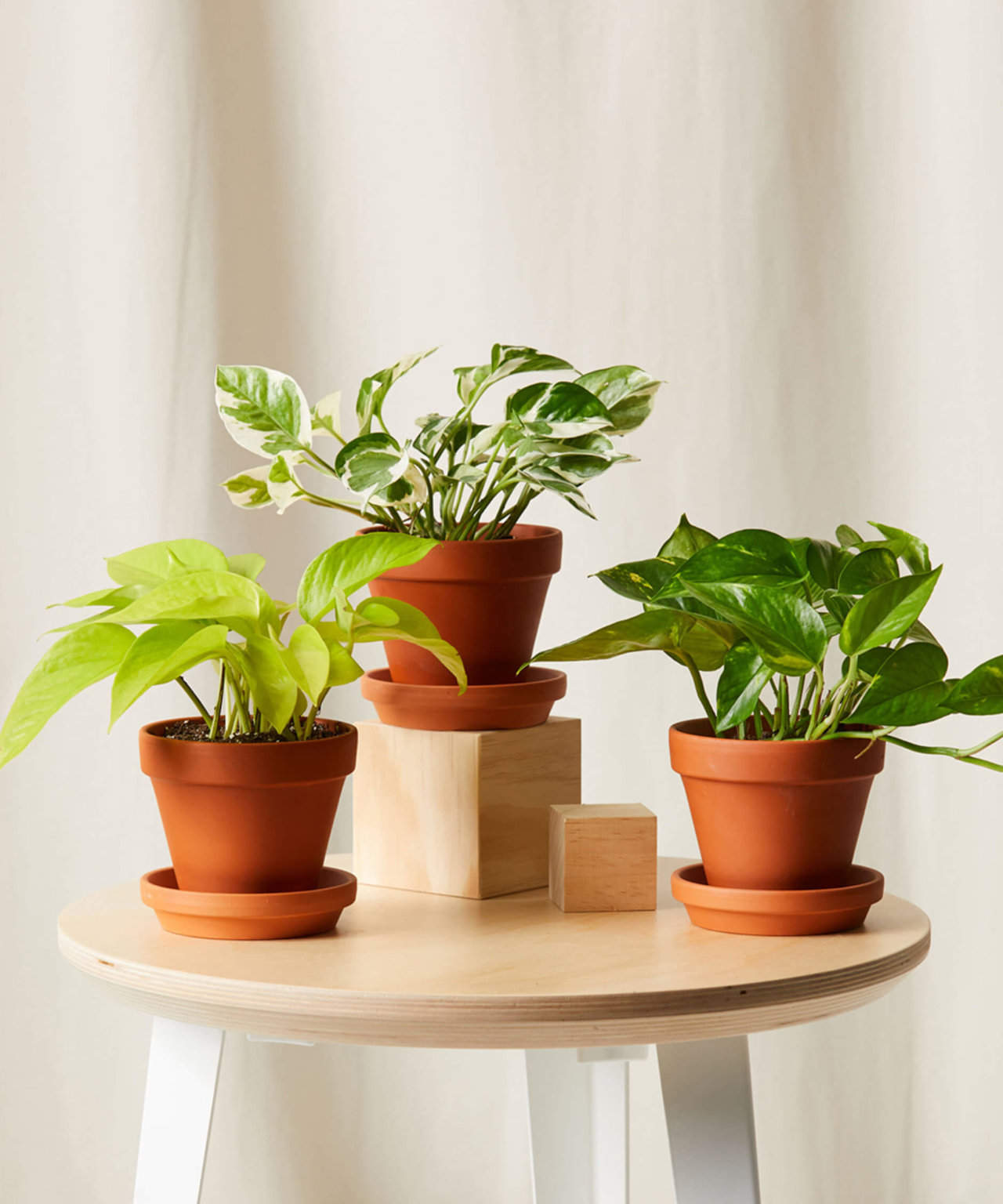 Anthurium 101: How to Care for Anthuriums | Bloomscape