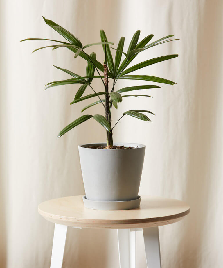 Palm 101: How to Care for Palms | Bloomscape