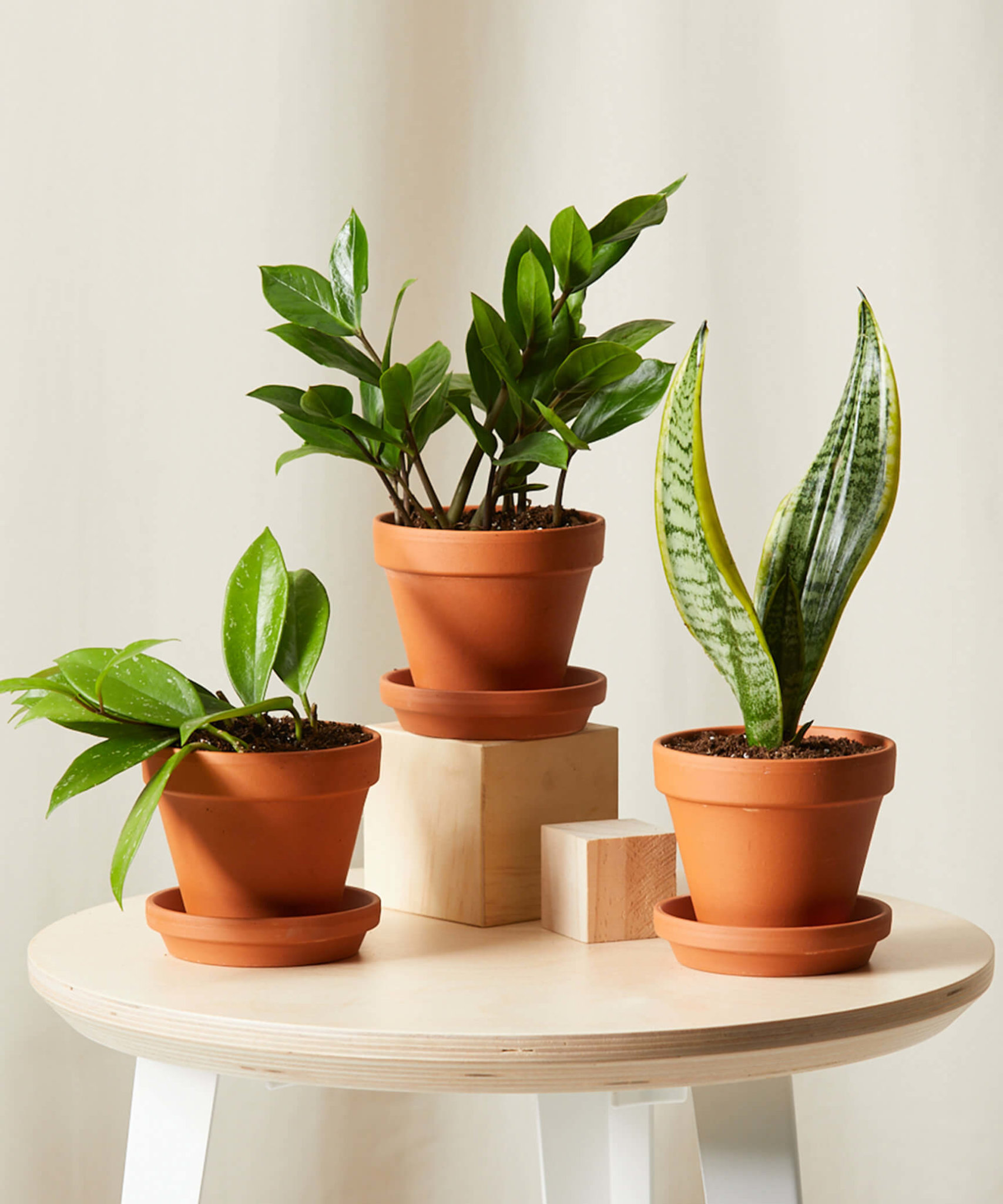 Pilea 101: How to Care for Pileas | Bloomscape