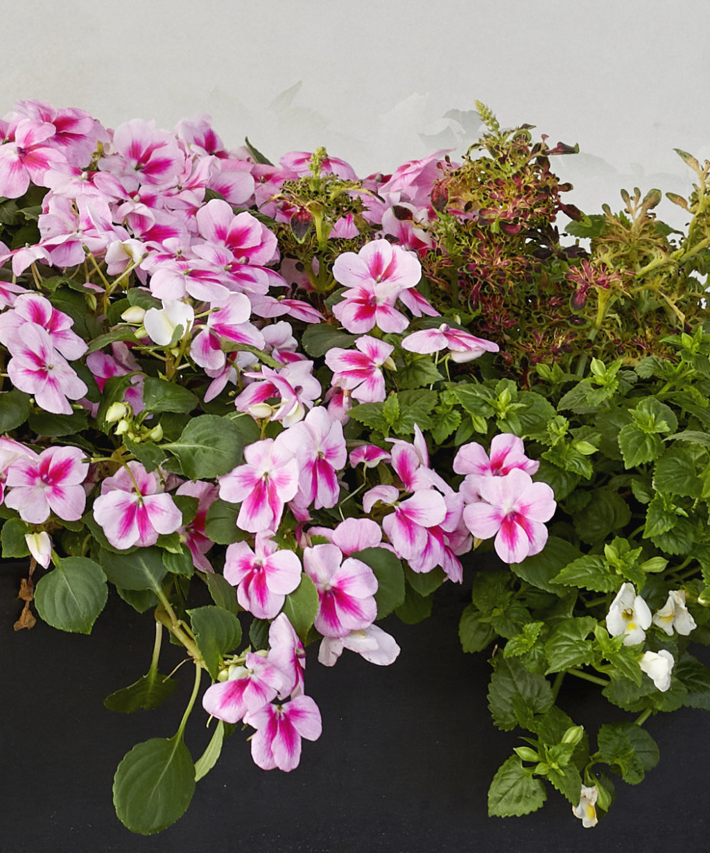 Torenia Care Guide | Bloomscape