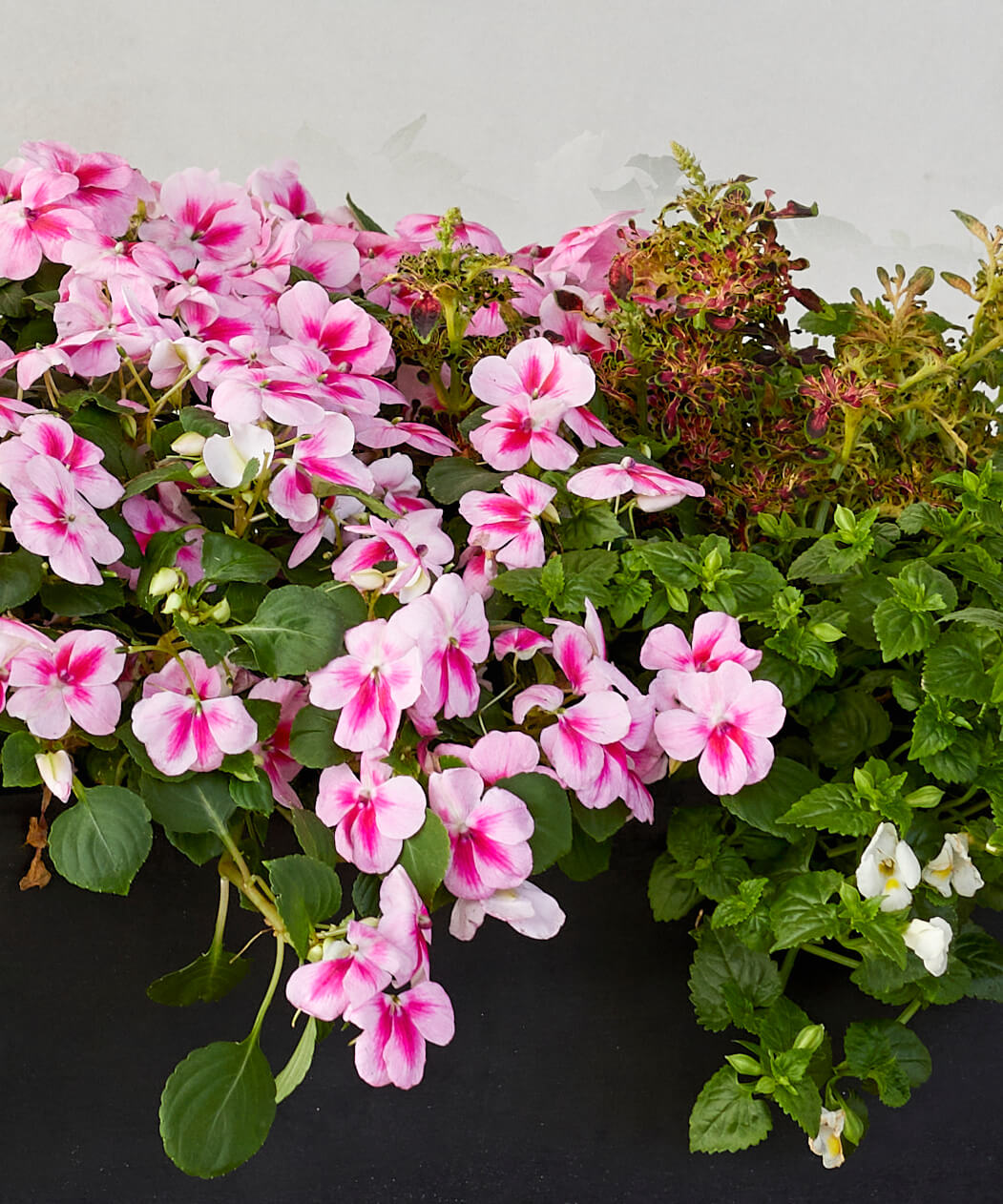 Torenia Care Guide | Bloomscape