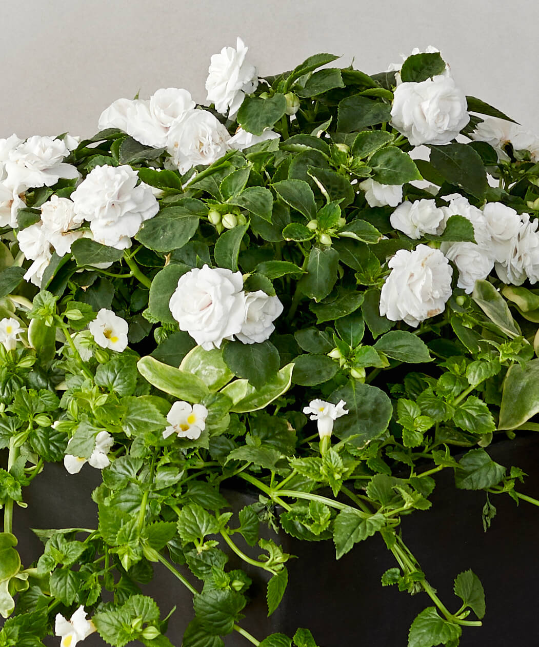 Torenia Care Guide | Bloomscape