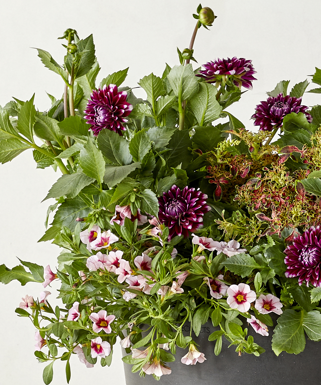 Pink Calibrachoa, Yellow Bidens, and White Lobelia Combination Kit Care ...