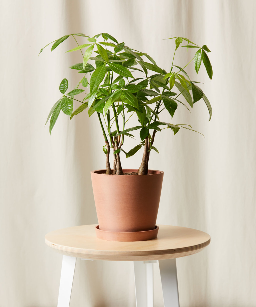The Money Tree Plant: Symbolism and Benefits | Bloomscape
