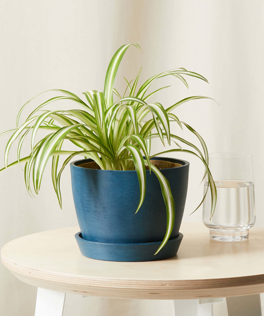 Fern 101: How to Care for Ferns | Bloomscape