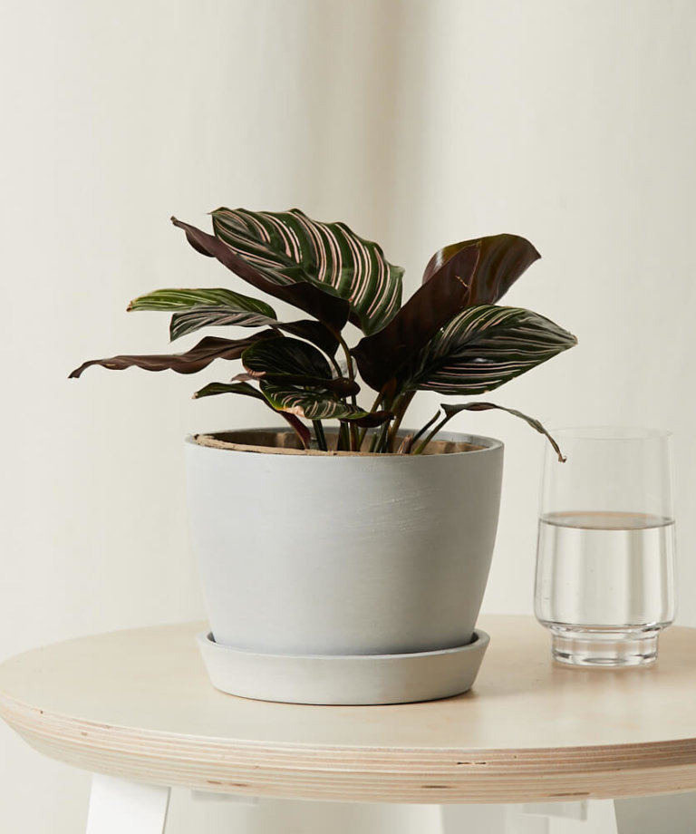 Buy Potted Calathea Freddie Indoor Plant | Bloomscape