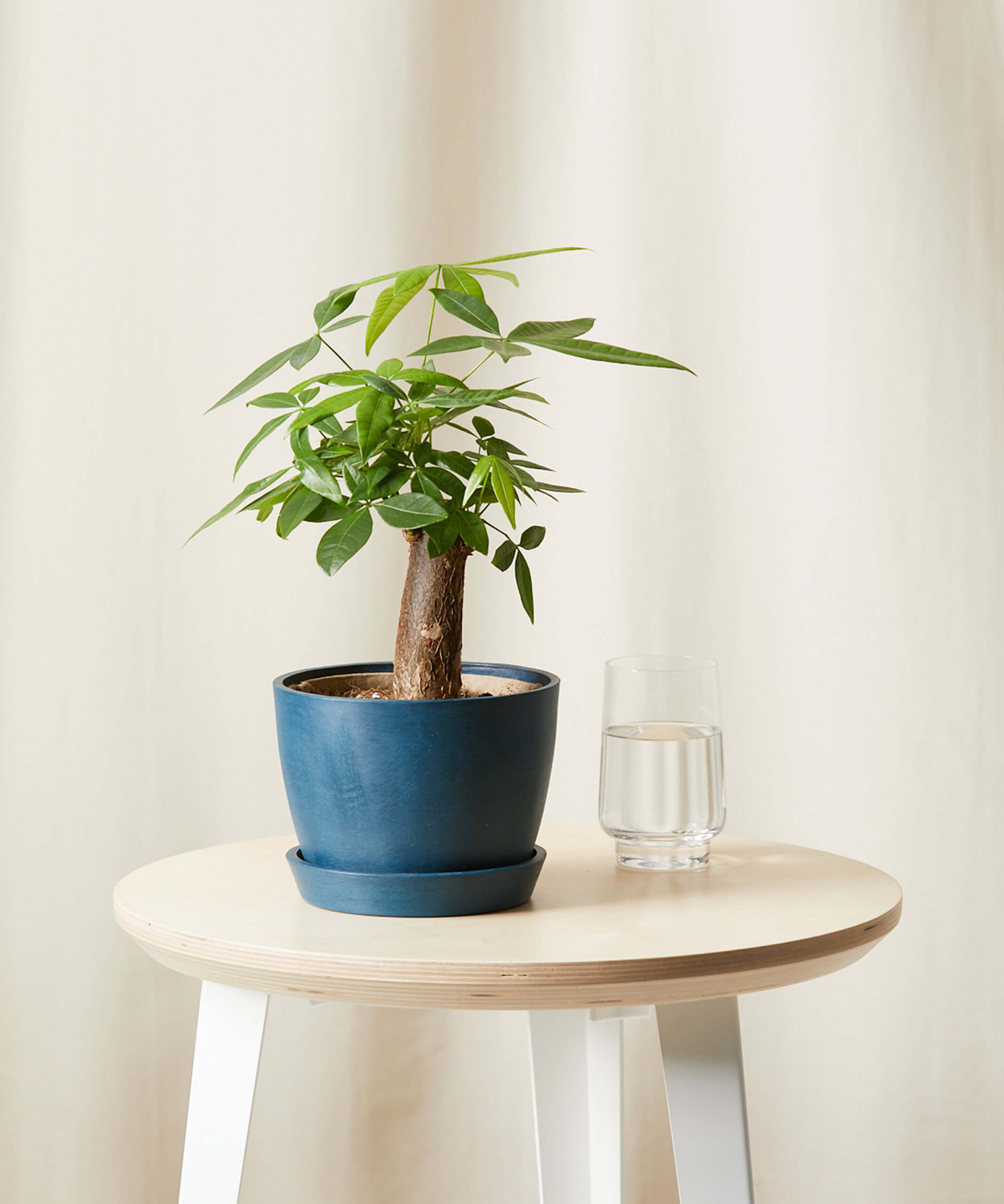 Tree plant pot store