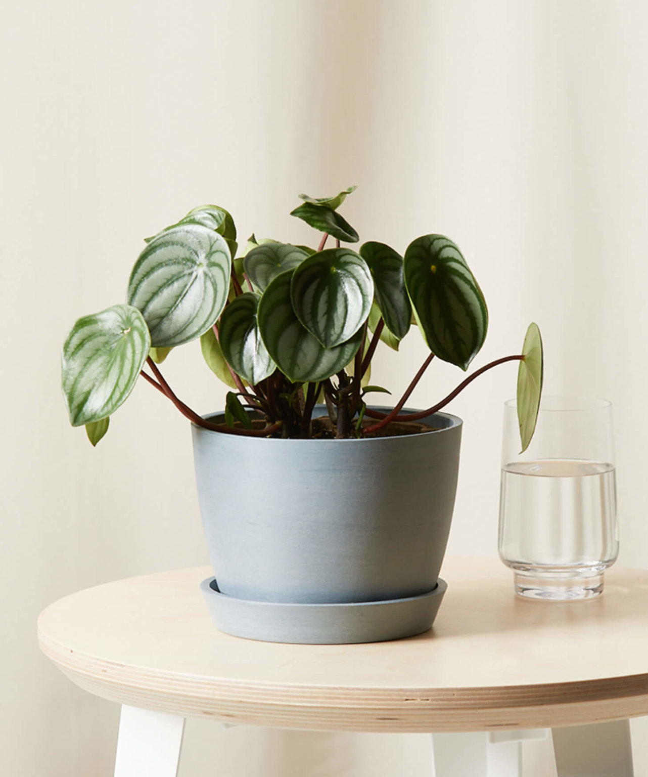 Pilea 101: How to Care for Pileas | Bloomscape
