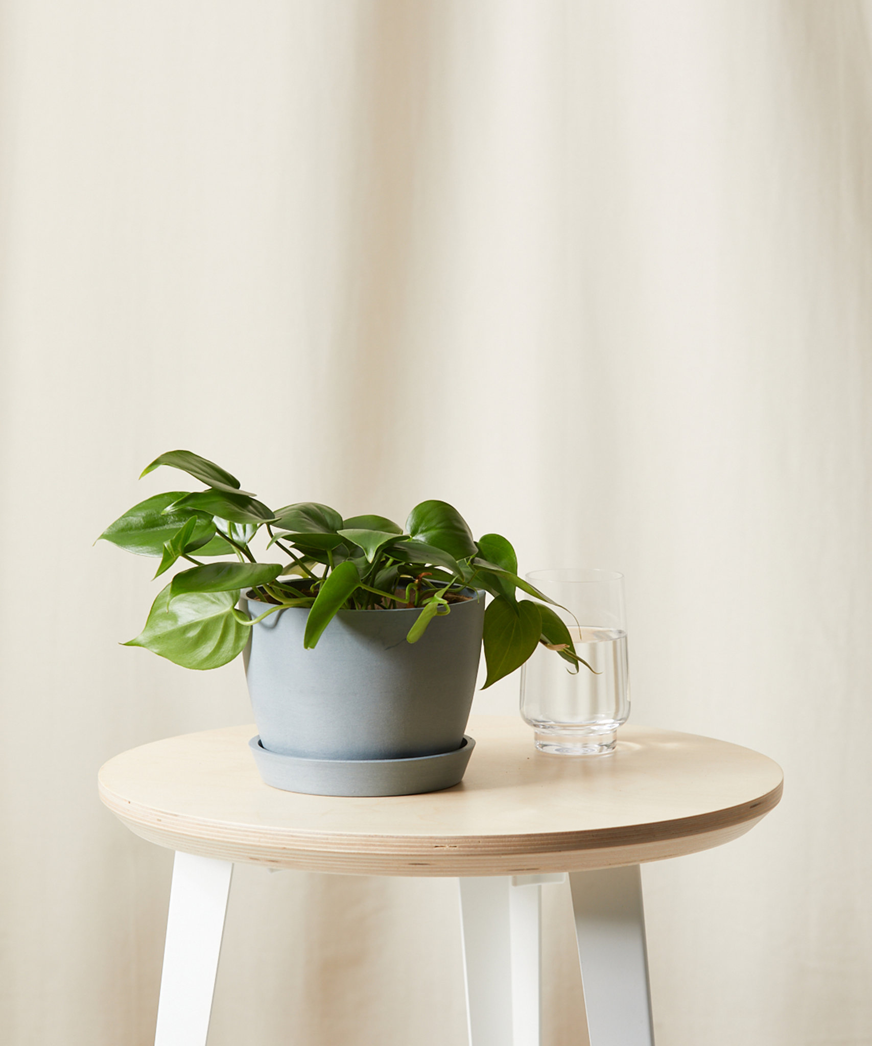 Zebra Plant 101: How to Care for Zebra Plants | Bloomscape