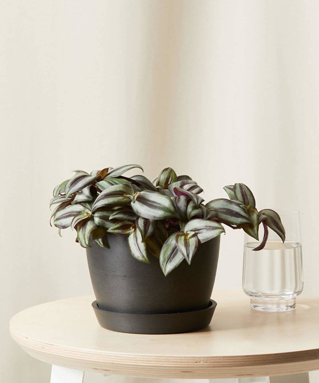 Zebra Plant 101: How to Care for Zebra Plants | Bloomscape