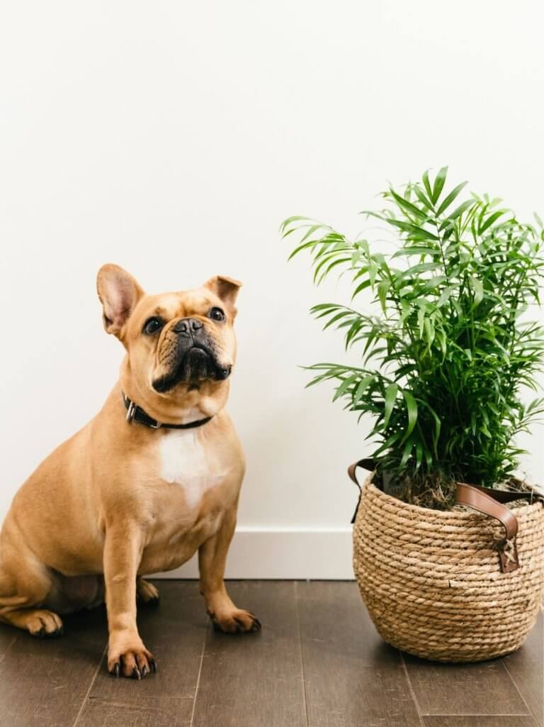 Plants Shipped to You | Bloomscape