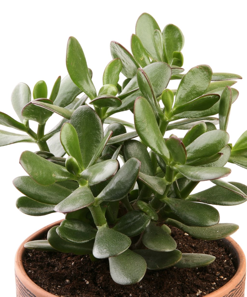 12 Simple Plants to Build an Indoor Succulent Garden | Bloomscape