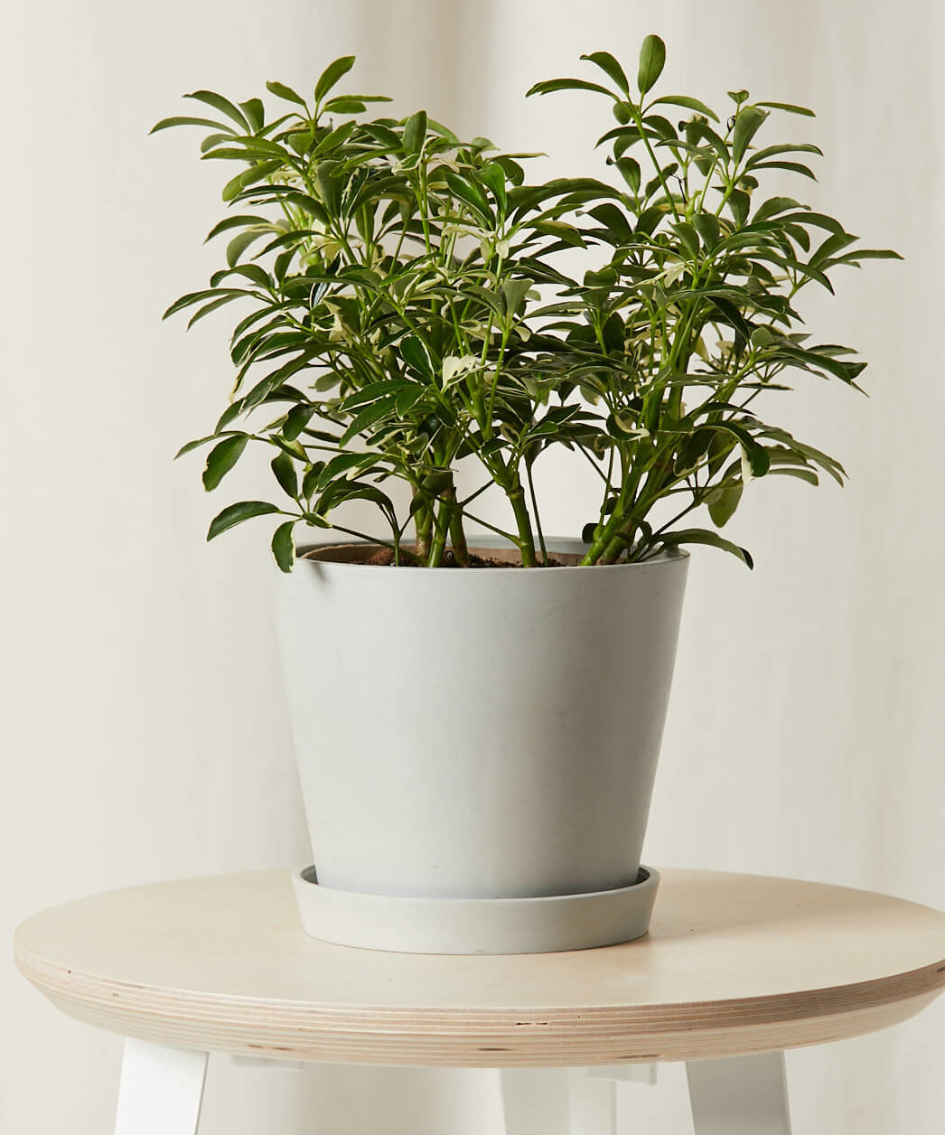 Schefflera 101: How to Care for Scheffleras | Bloomscape