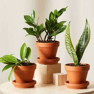 Tough Stuff Collection | Bloomscape