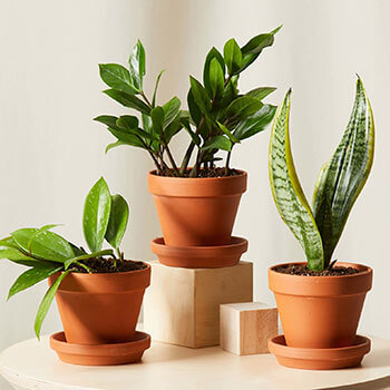 Bloomscape | Home-Ready Plants Delivered