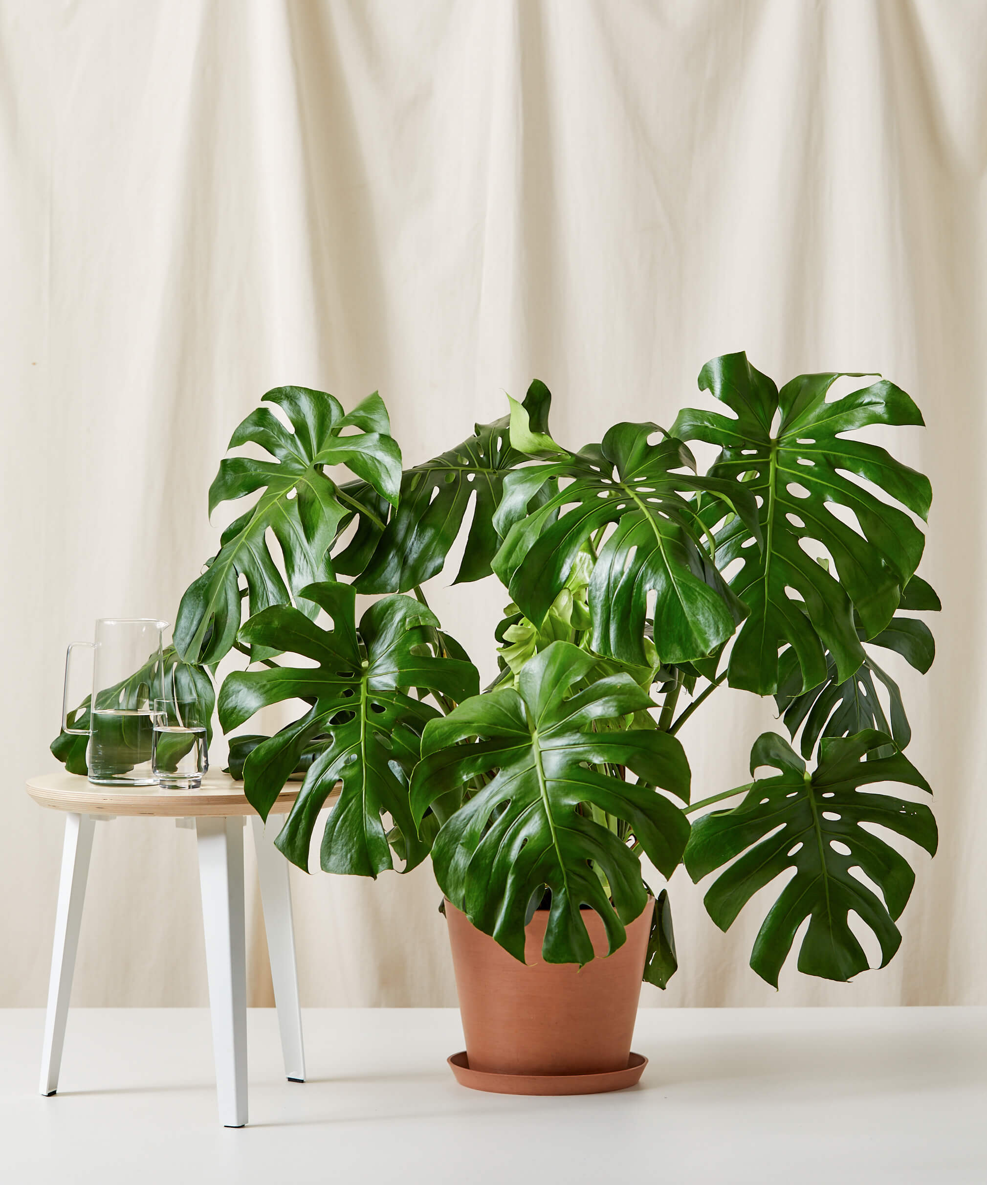 Buy Potted XL Monstera Indoor Plant | Bloomscape