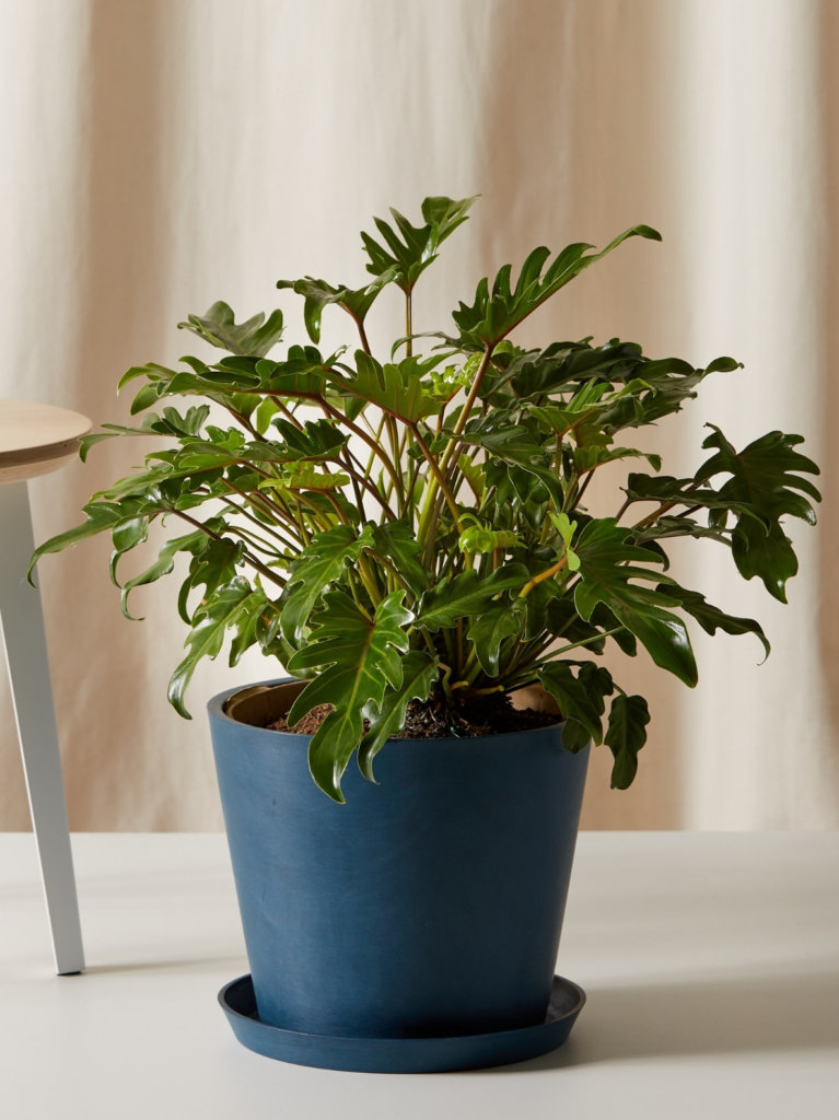 Bloomscape | Home Ready Plants Delivered to Your Door