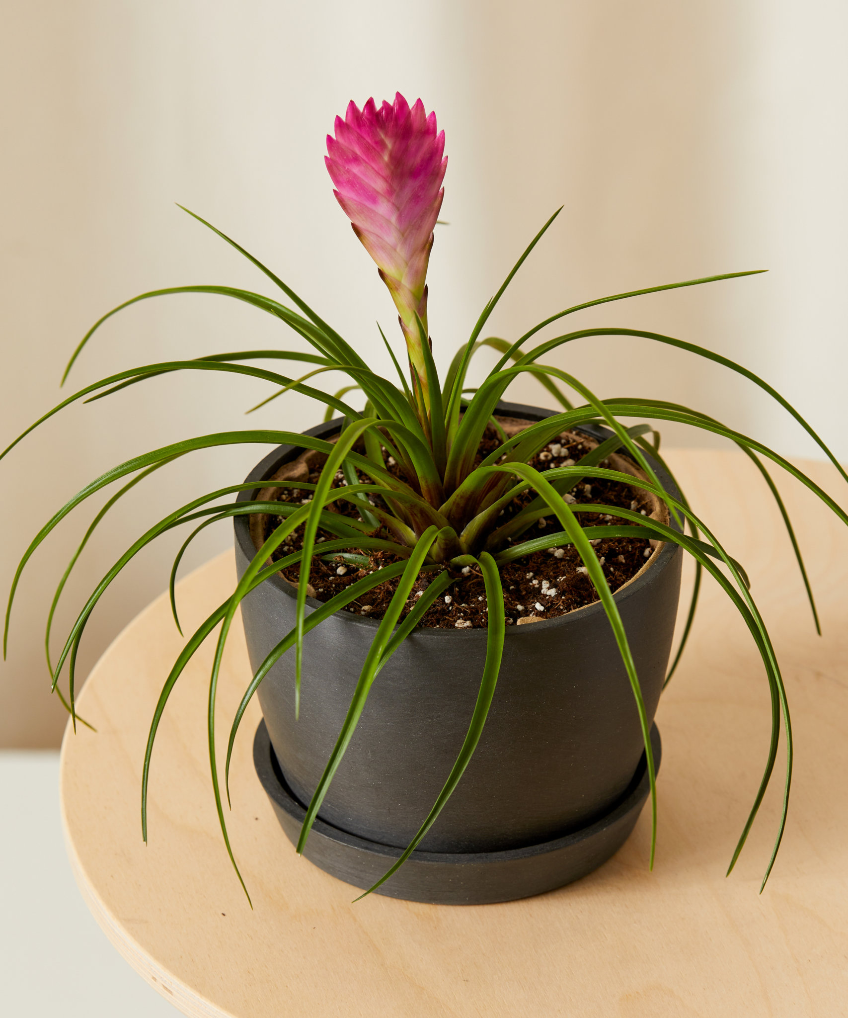 Buy Potted Bromeliad Summer Indoor Plant | Bloomscape
