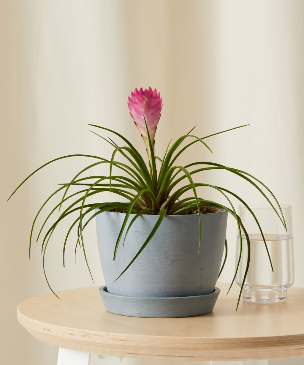 Spider Plant 101: How to Care for Spider Plants | Bloomscape