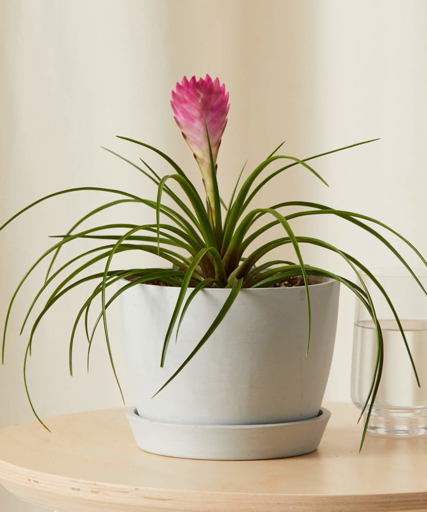 Buy Potted Bromeliad Pineapple Indoor Plant | Bloomscape