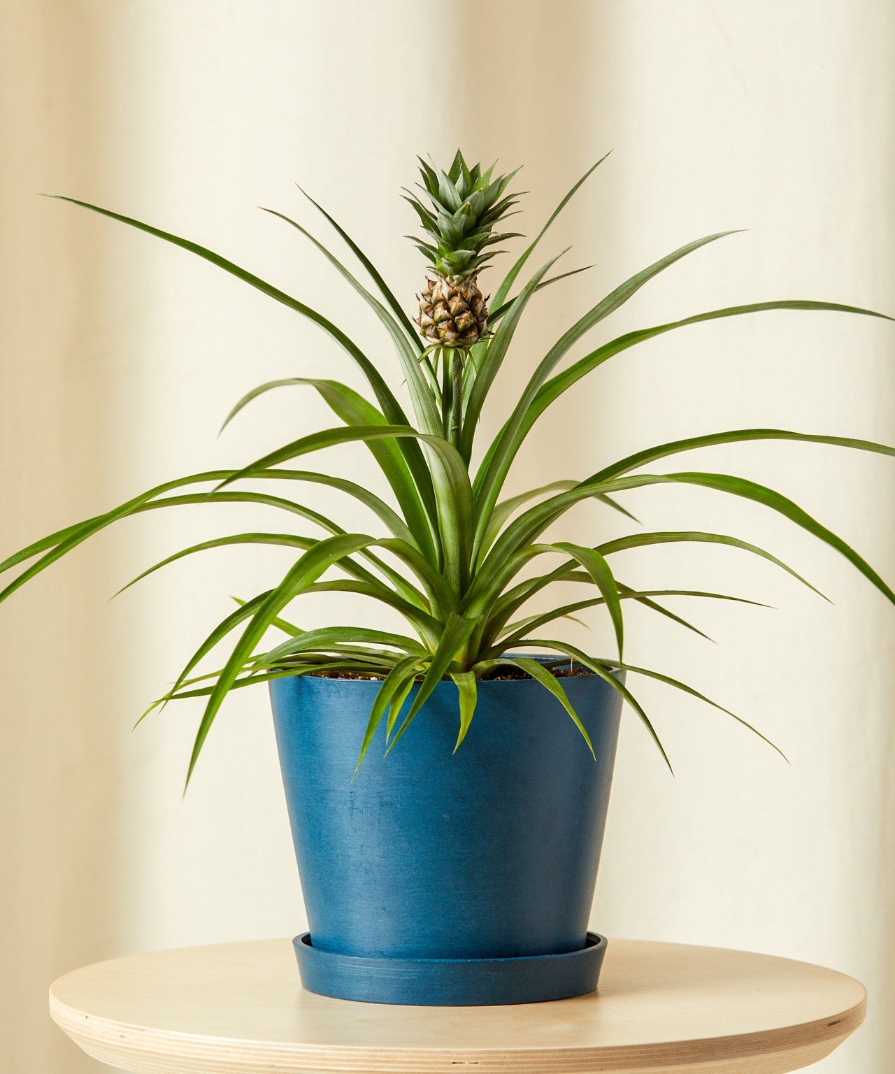 Spider Plant 101: How to Care for Spider Plants | Bloomscape