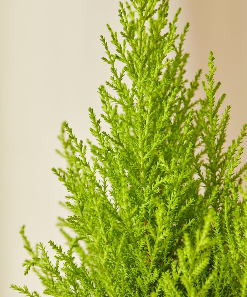 Buy Potted Mini Lemon Cypress Indoor Plant | Bloomscape