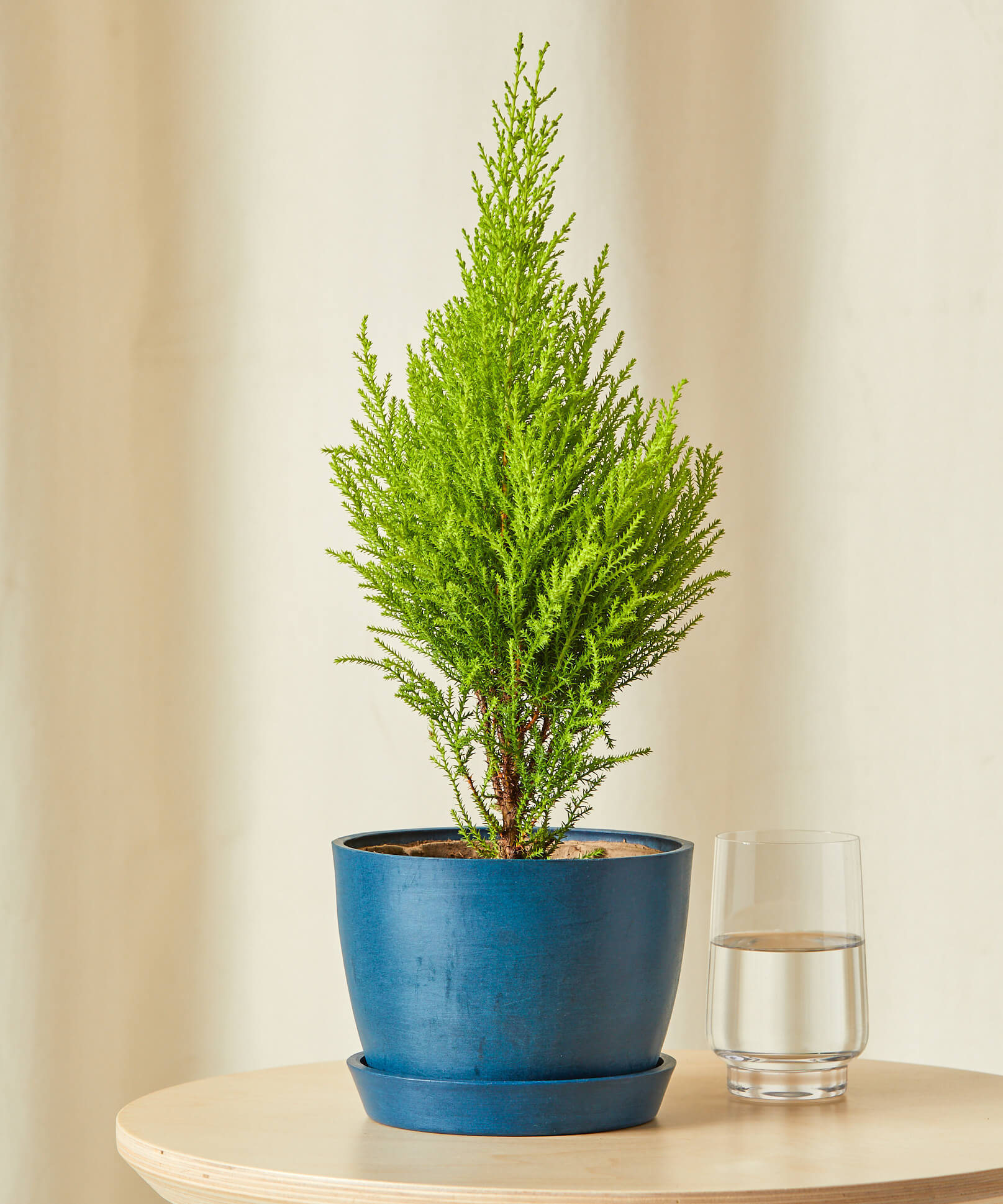 Buy Potted Mini Lemon Cypress Indoor Plant | Bloomscape