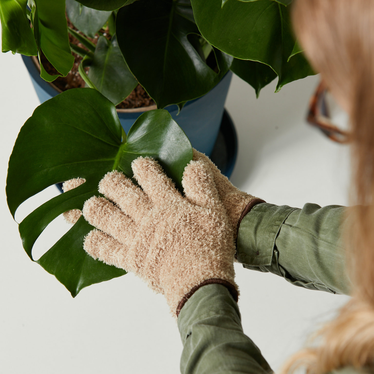 Monstera 101: How to Care for Monsteras | Bloomscape