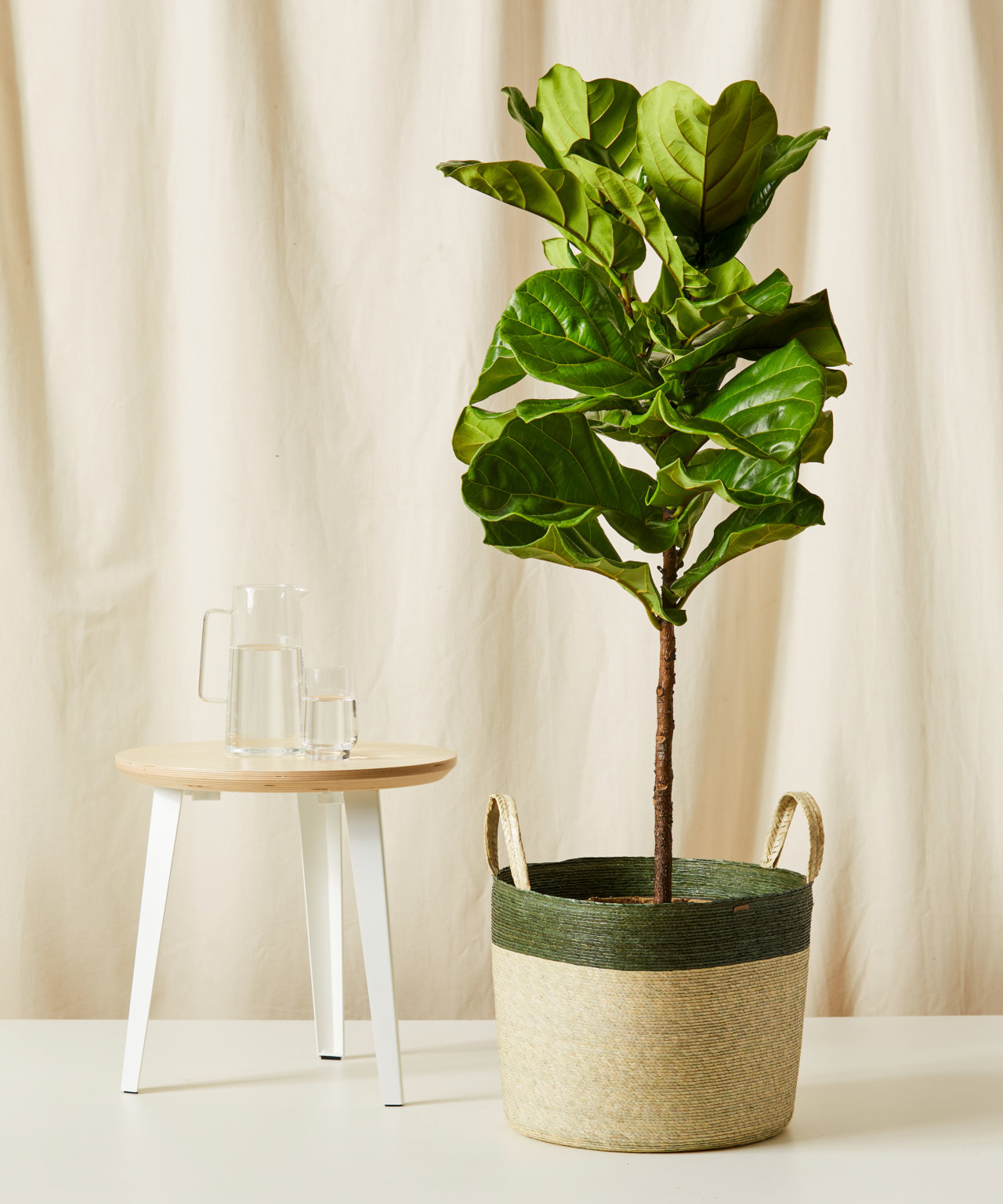 Buy Potted Fiddle Leaf Fig Indoor Plant | Bloomscape