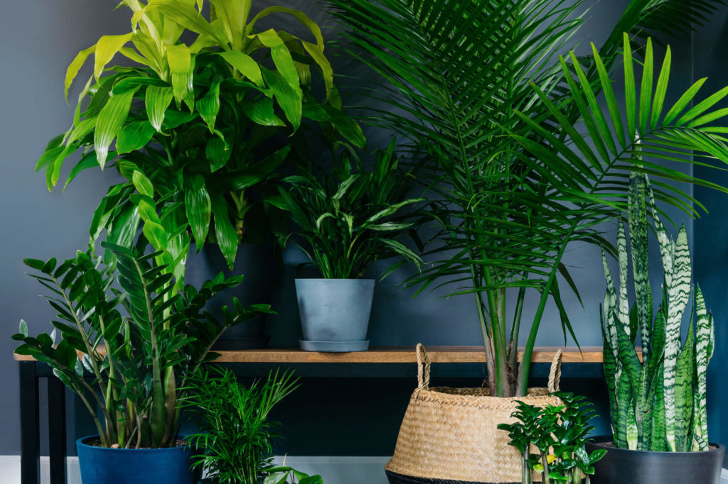 Plants Shipped to You | Bloomscape