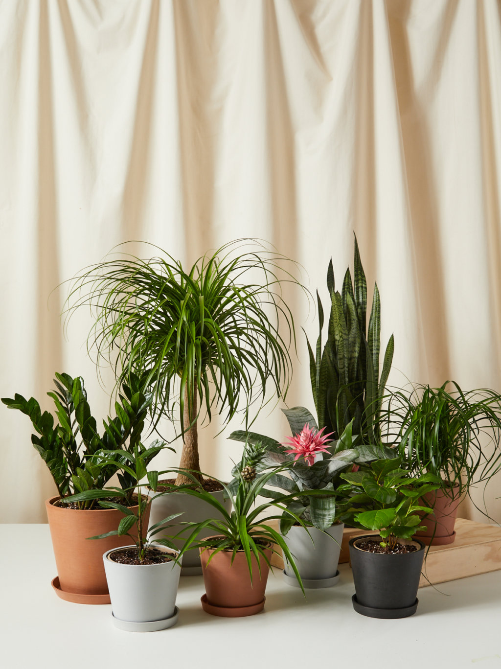 Potted Indoor Plant Gifts for Delivery | Bloomscape